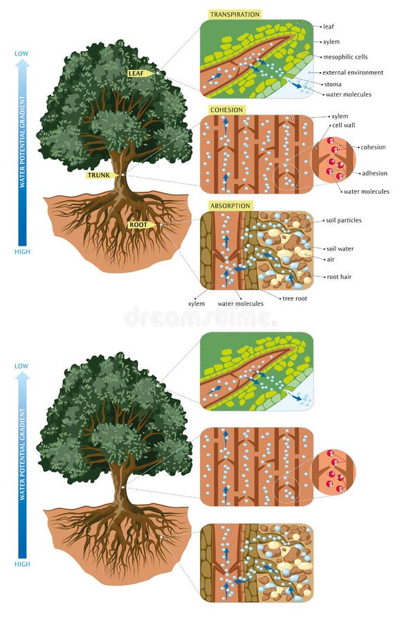 Transpiration Diagram Tree Transpiration: Key Concepts I