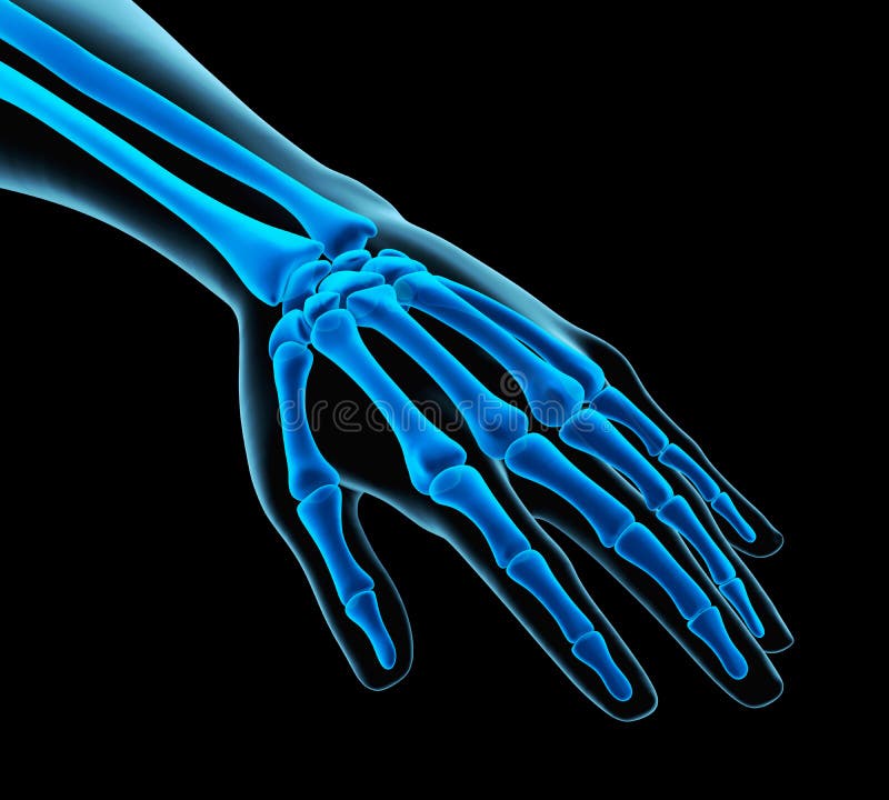 Illustration Humaine D'anatomie De Main Illustration Stock ...