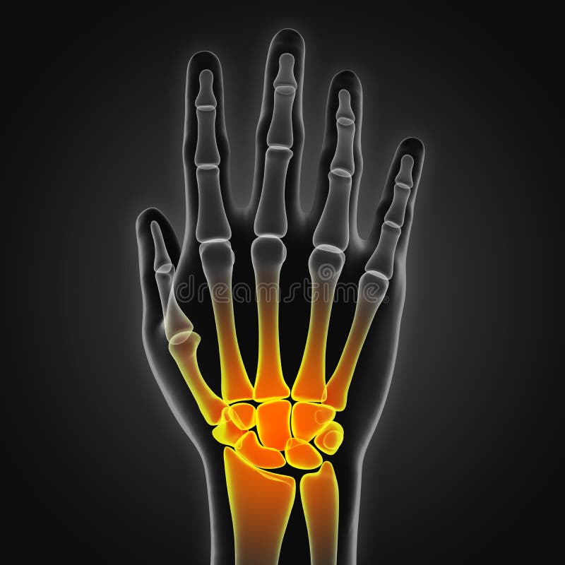 Illustration Humaine D'anatomie De Main Illustration Stock ...