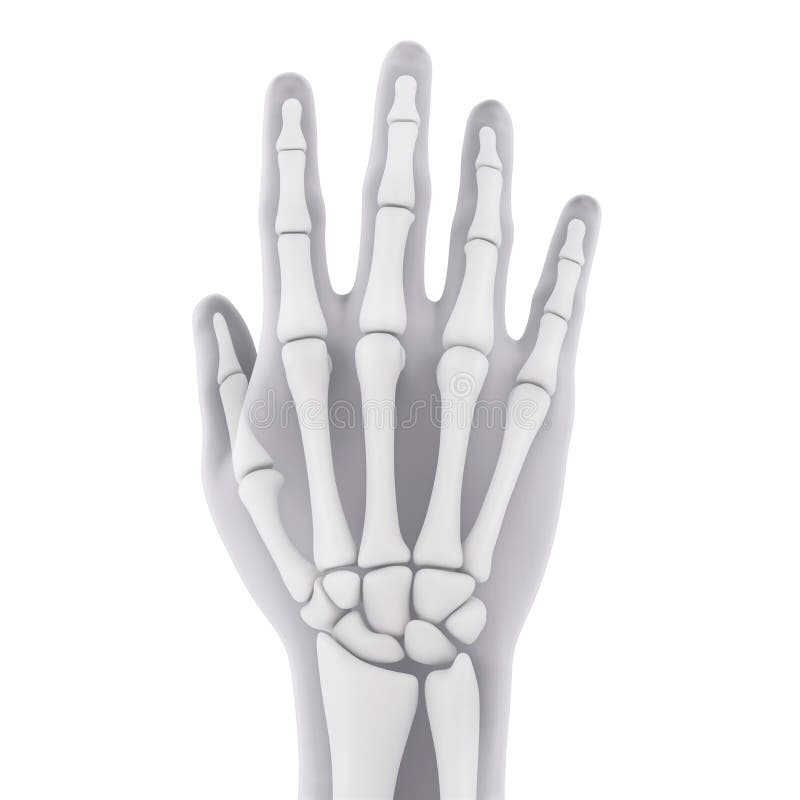 Illustration Humaine D'anatomie De Main Illustration Stock ...