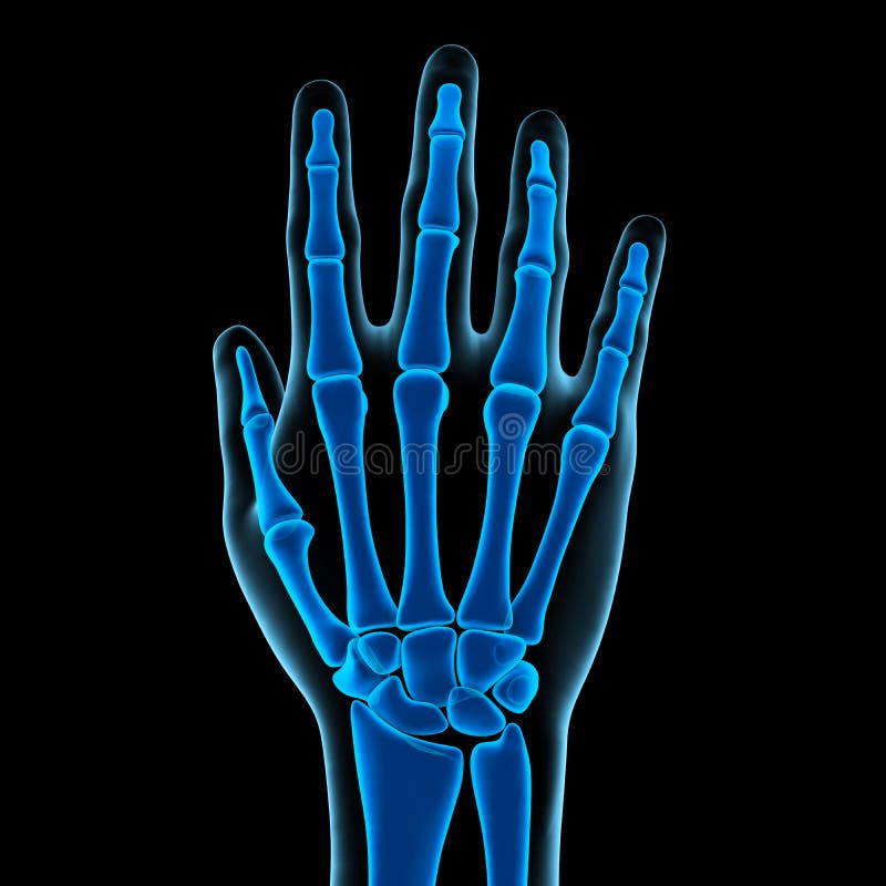 Illustration Humaine D'anatomie De Main Illustration Stock ...