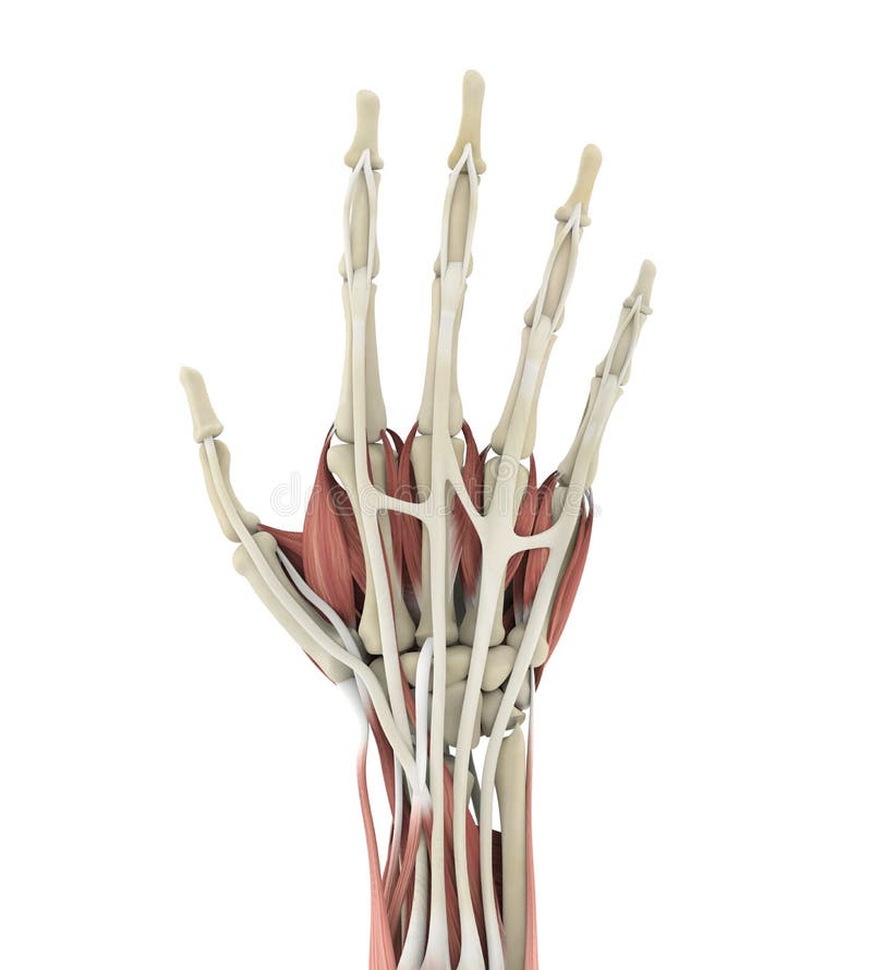 Illustration Humaine D'anatomie De Main Illustration Stock ...