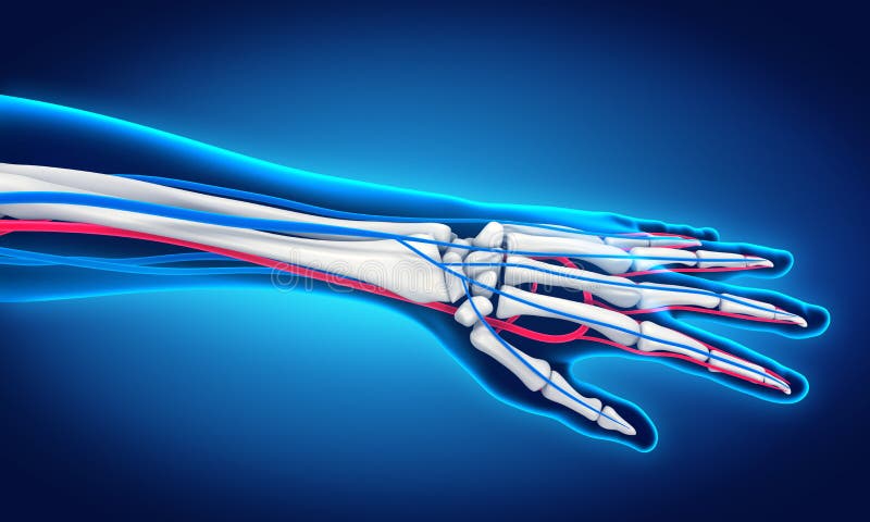 Illustration De L'Anatomie De La Main Humaine Illustration Stock ...