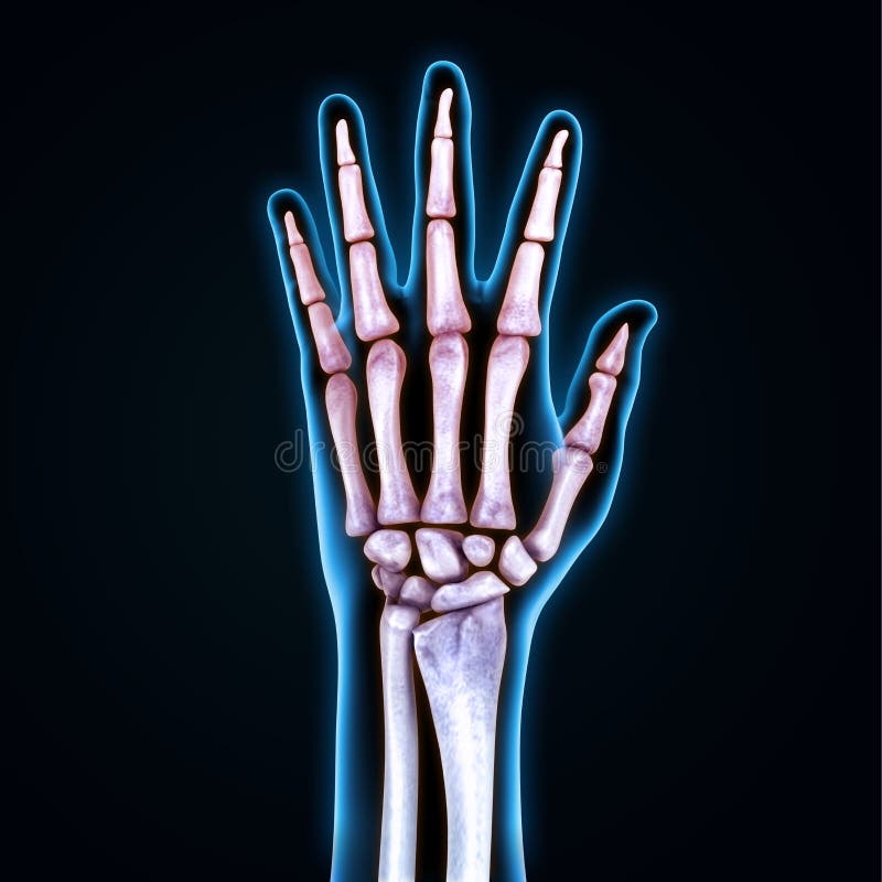 Illustration Humaine D'anatomie De Main Illustration Stock ...