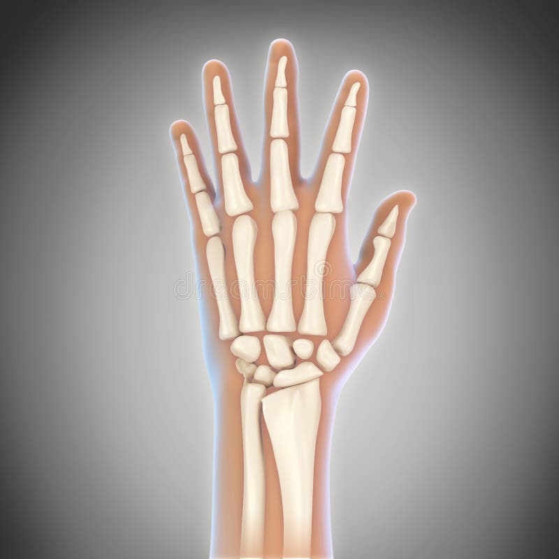 Illustration Humaine D'anatomie De Main Illustration Stock ...