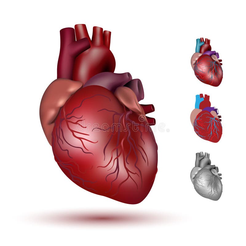Illustration Du Cœur Humain Illustration de Vecteur - Illustration du ...
