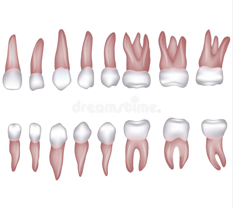 Dents Humaines. Formation En Soins Dentaires. Illustration Vectorielle ...