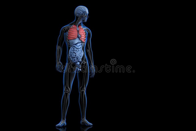 Illustration of Human Anatomy with Highlighted Lungs. 3D Rendering ...