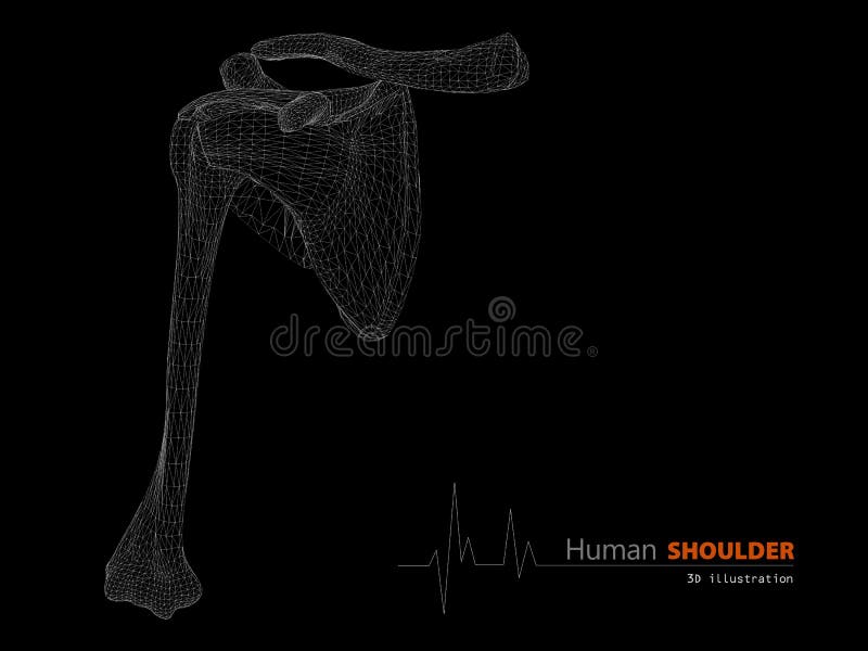 Illustration on Human Anatomy, Shoulder Background Stock Illustration ...