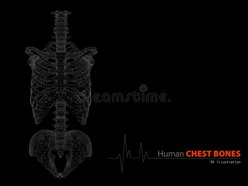 Illustration on Human Anatomy Torso Skeleton Background Stock ...