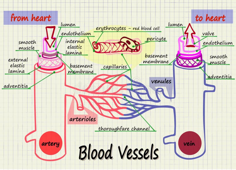 Illustration of Human Blood Vessels Stock Vector - Illustration of ...