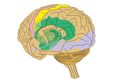 Illustration of the Human Brain Stock Vector - Illustration of ...
