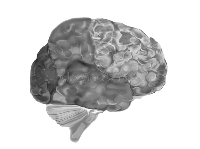 Illustration of the Human Brain Stock Illustration - Illustration of ...