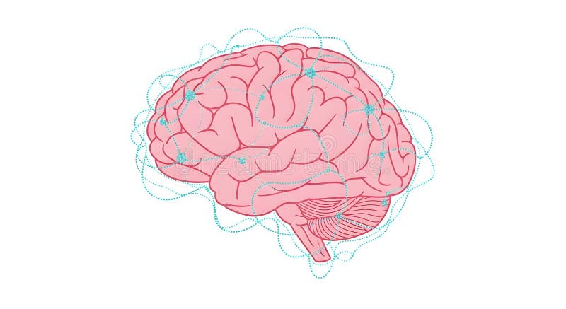 Human Brain with Neural Connections Stock Illustration - Illustration ...