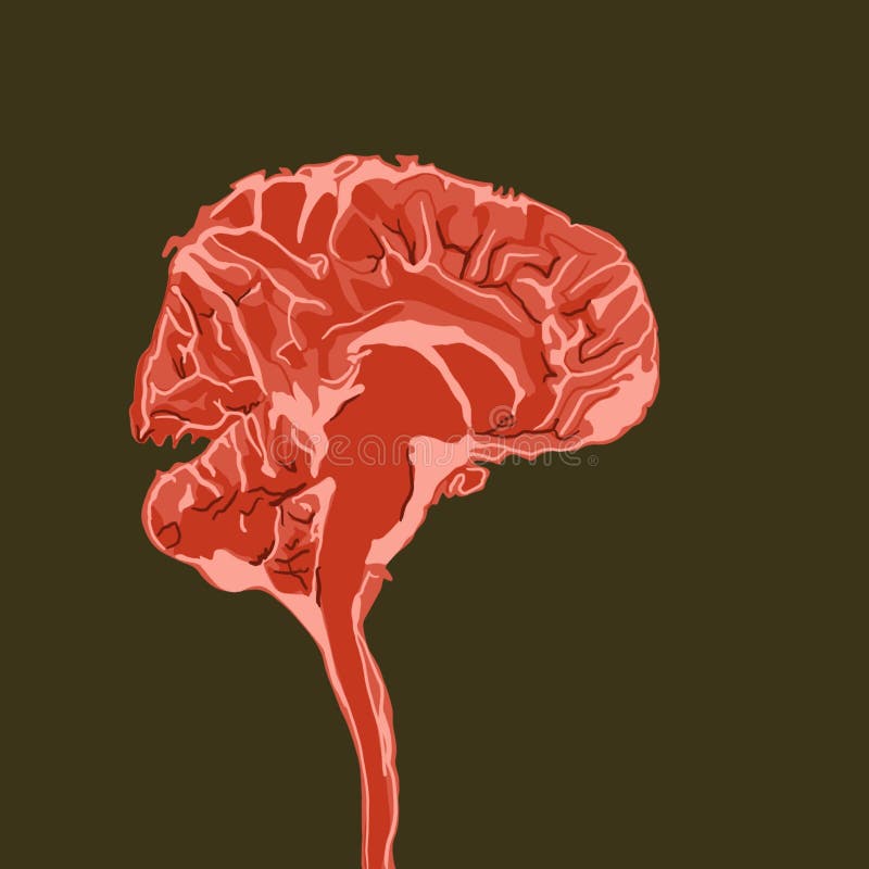 Human Brain Slice stock vector. Illustration of human - 230274713