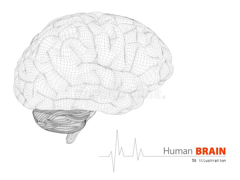 Illustration of Human Brain on White Background Stock Illustration ...