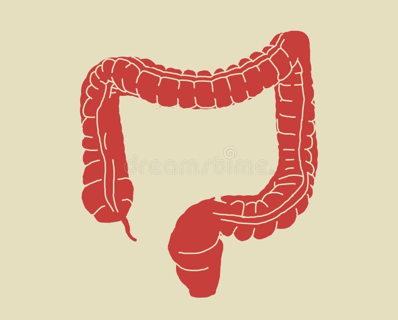Illustration of Human Digestive System, Colon, Gut Stock Illustration ...
