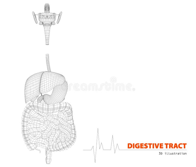 Illustration of Human Digestive Tract Isolated White Stock Illustration ...