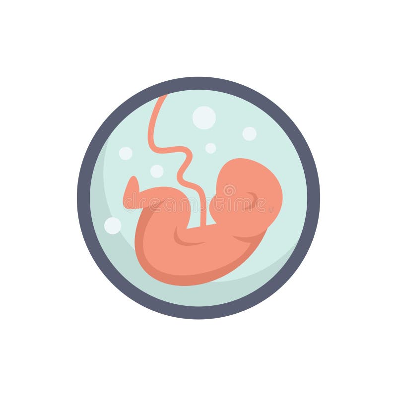 Human Embryo Growing Inside Mother S Womb with Umbilical Cord Visible ...