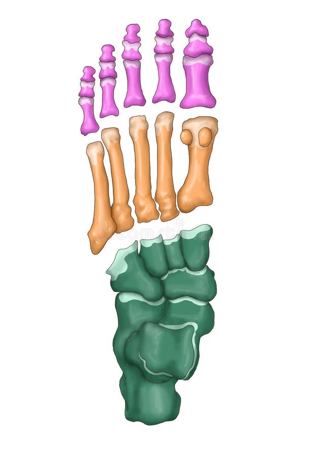 Foot bones stock illustration. Illustration of skeleton - 175623882
