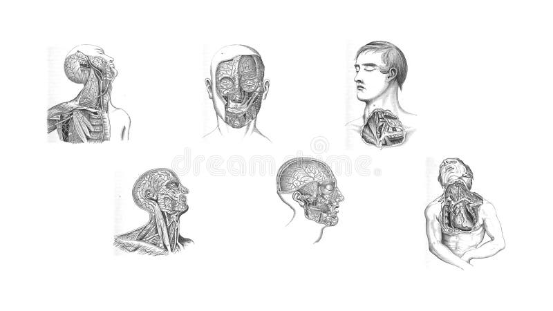 Drawing Human Head Angles