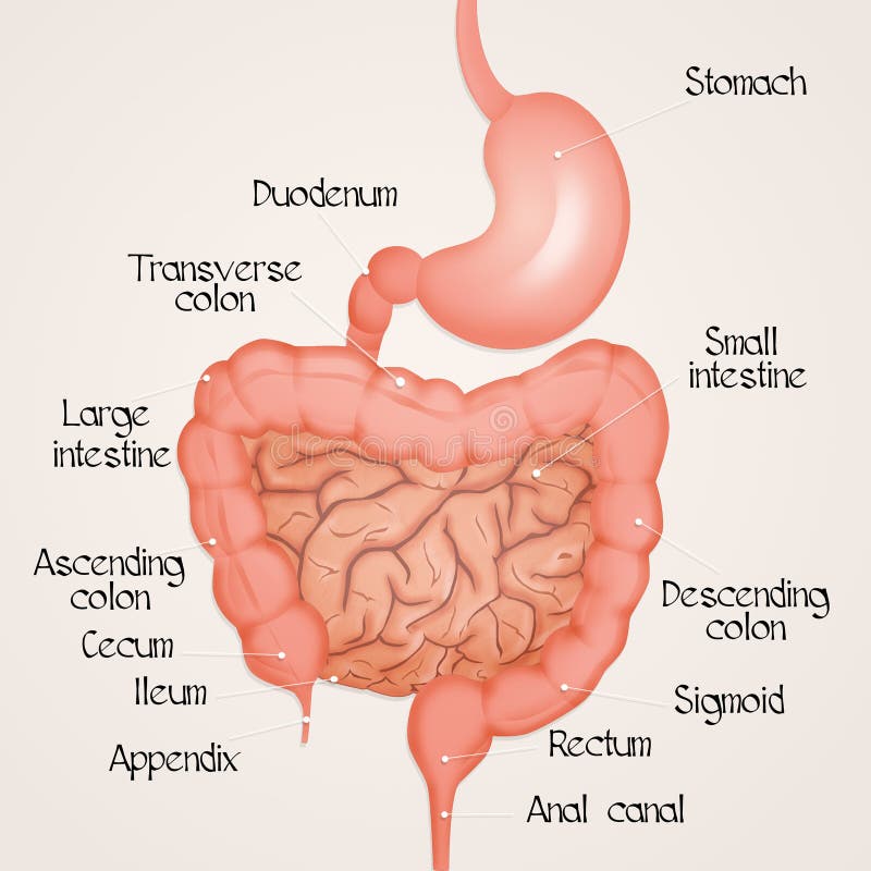Illustration of Intestine Diagram Stock Illustration - Illustration of ...