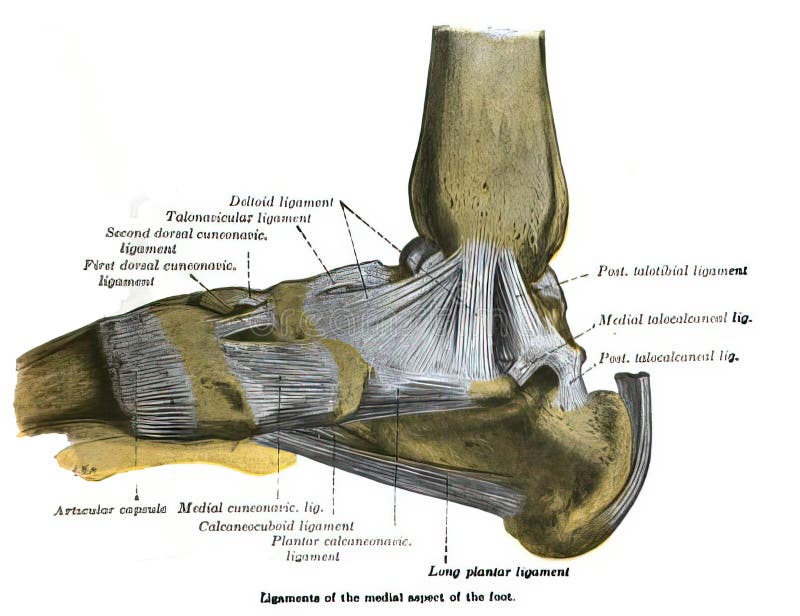 Illustration of the Human Leg Bone System Isolated on a White ...