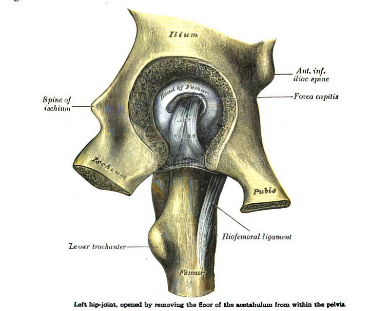 Illustration of the Human Leg Bone System Isolated on a White ...