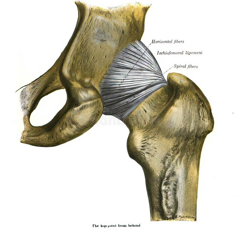 Illustration of the Human Leg Bone System Isolated on a White ...