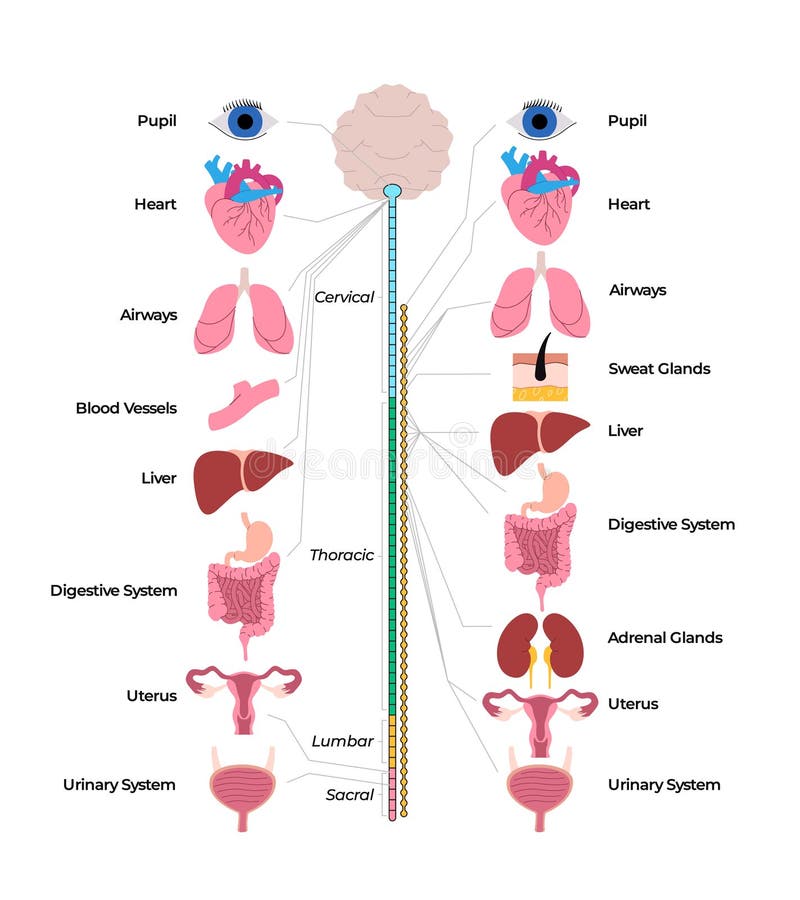 Illustration Human Nervous System Diagram Shows the Central and ...
