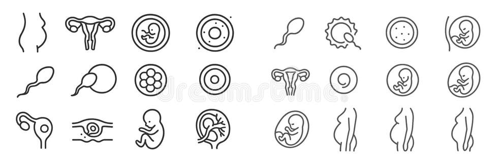 Illustration of Human Reproductive Processes Including Fertilization ...