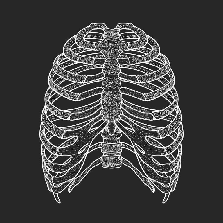 Illustration of Human Rib Cage. Line Art Style Stock Vector ...