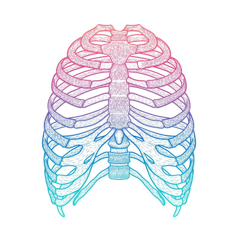 Illustration of Human Rib Cage with Roses. Line Art Style Stock Vector ...