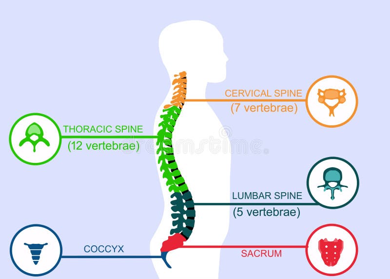 Human Skeleton Alignment Stock Illustrations – 557 Human Skeleton ...