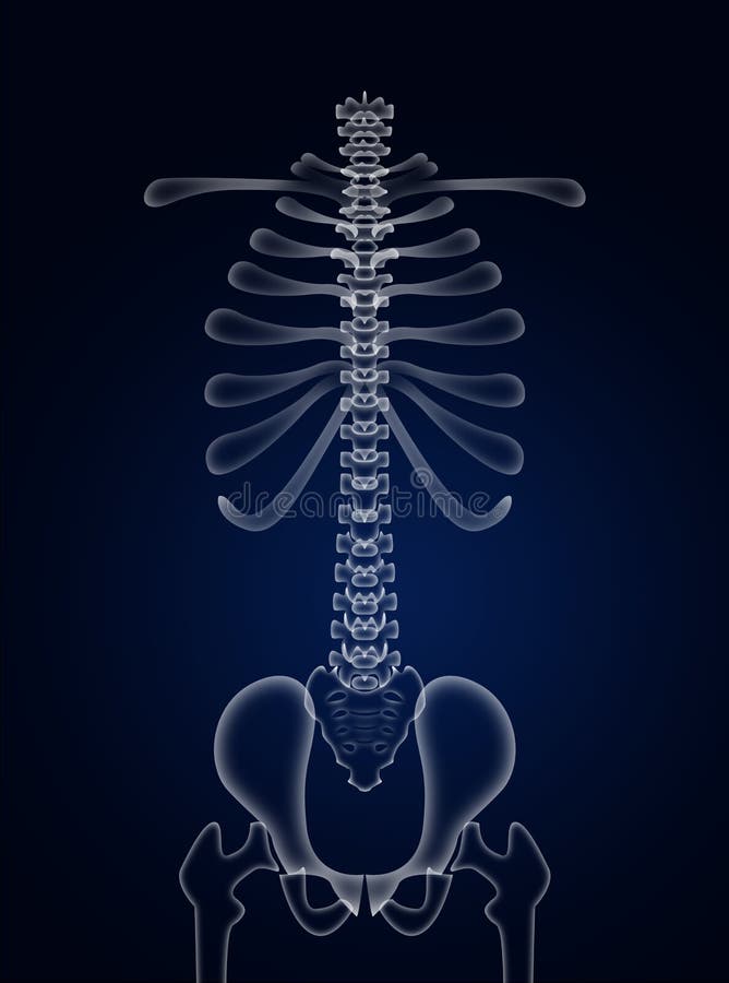 Illustration of Human Spine on Blue Background Stock Illustration ...