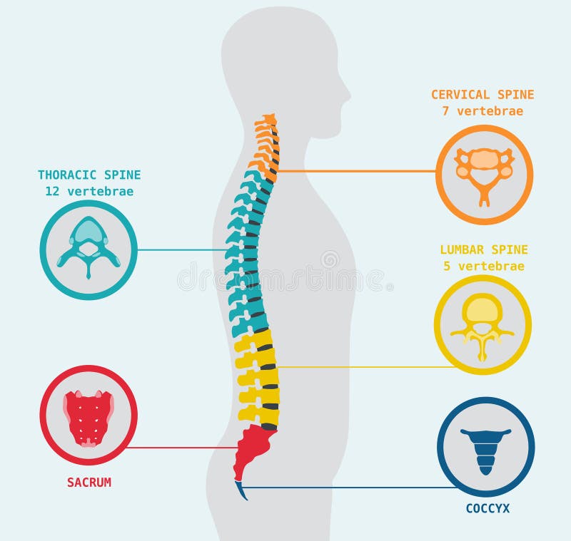 Vertebral Column Reflexology Chart Stock Vector - Illustration of care ...