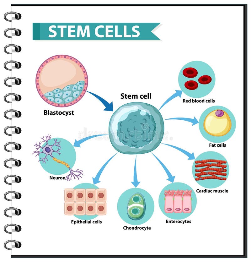 Stem Cell Diagram on White Background Stock Vector - Illustration of ...