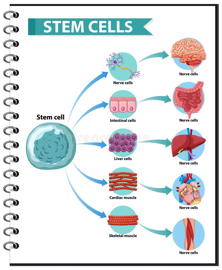 Human Stem Cell Applications Stock Vector - Illustration of drawing ...