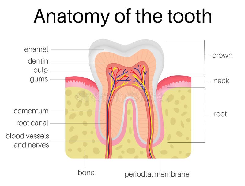 Anatomy of the tooth stock vector. Illustration of dental - 121341024