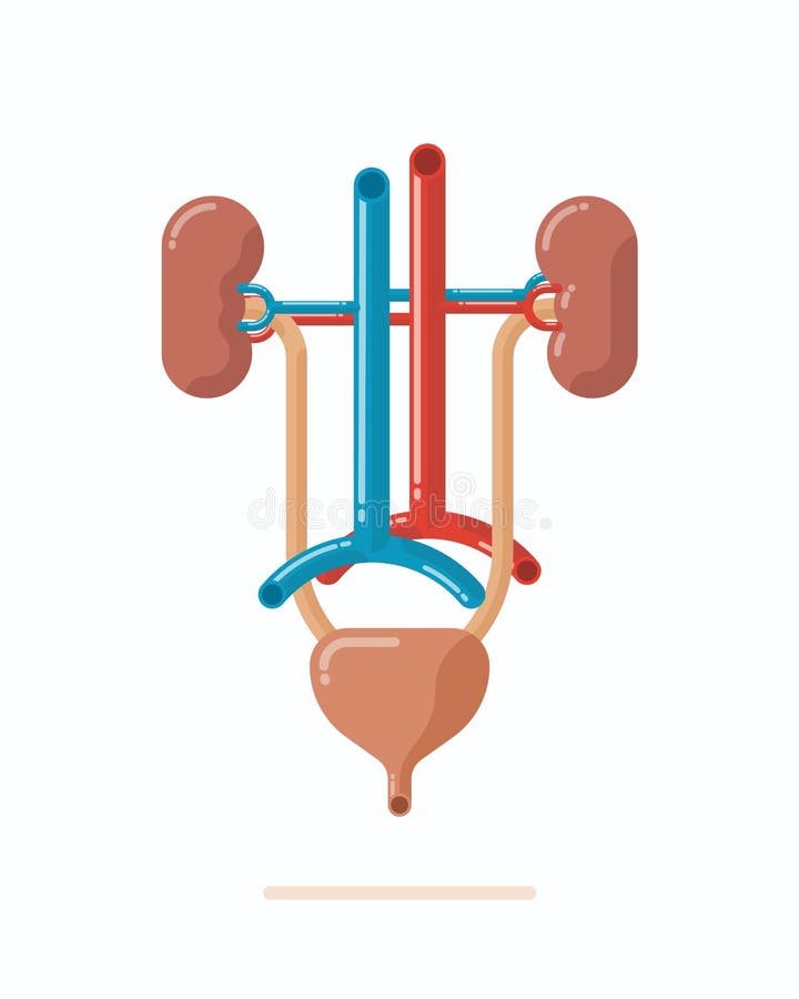 Illustration of Human Urinary System, Flat Design Vector Illustration ...