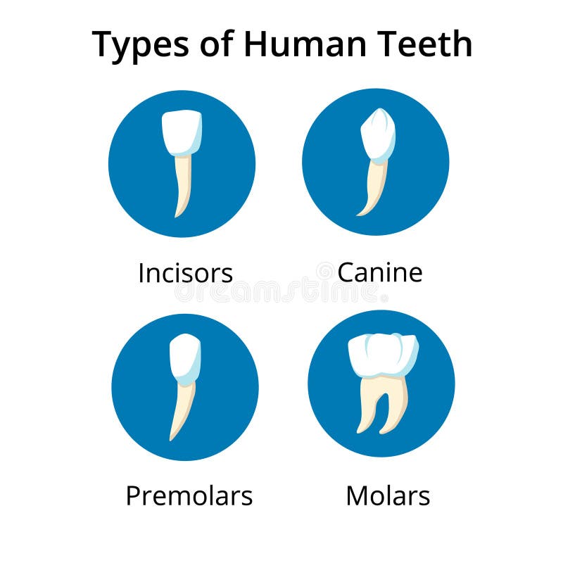 Illustration If Human Tooth Types. Good for Medical Banner or Poster ...