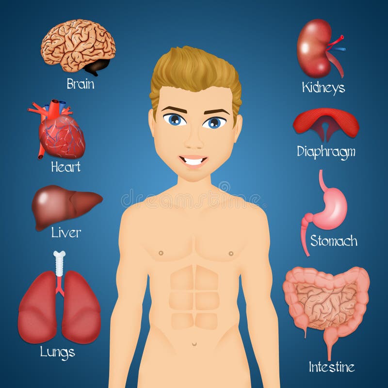 Human internal organs stock illustration. Illustration of health ...