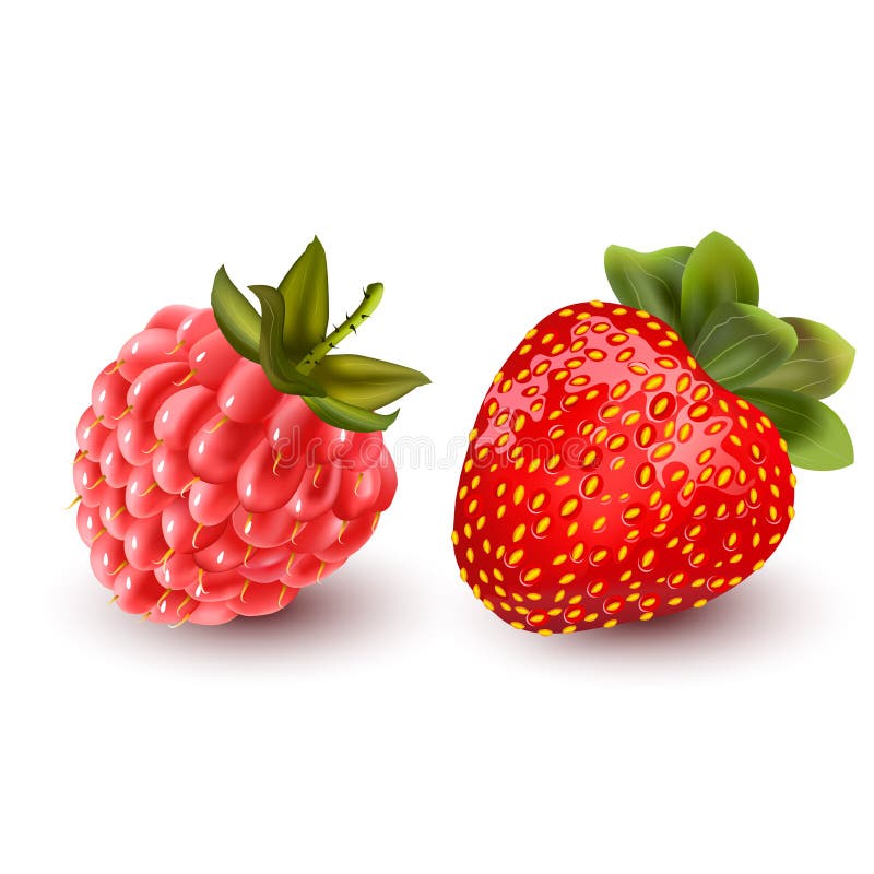 Illustration of a Juicy Raspberry and Strawberry with Stem Isolated on ...
