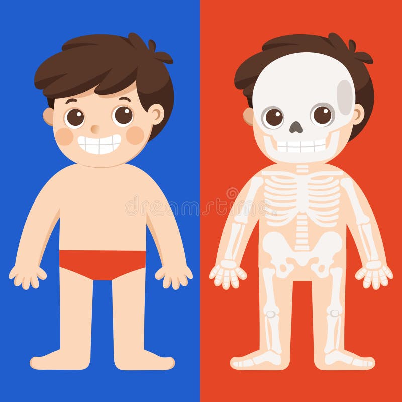 Kid Body Anatomy Vector. Human Skeleton Part. Stock Vector ...