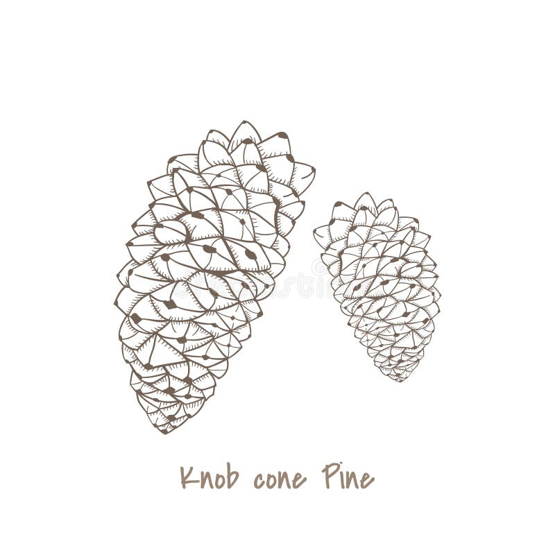 Illustration of a Knob Cone Pine Stock Illustration - Illustration of ...