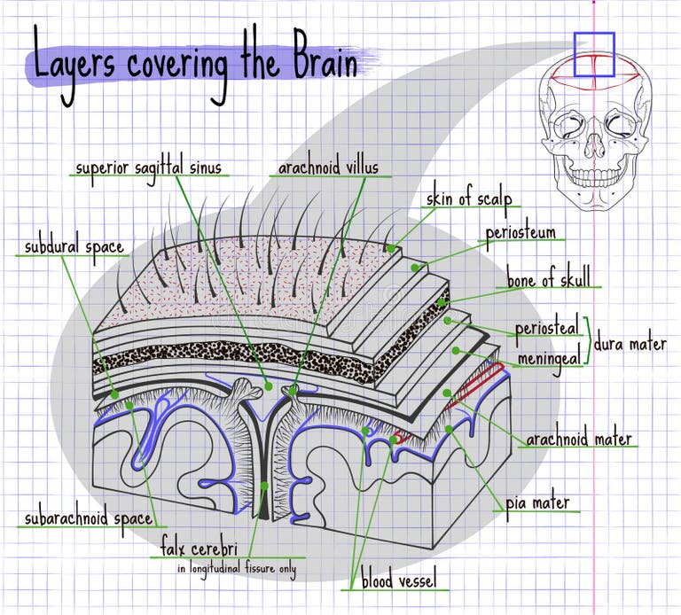 Illustration Layers of the Structure of the Human Brain Stock Vector ...