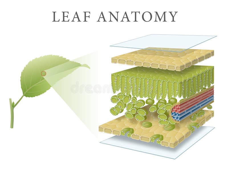 Leaf anatomy stock vector. Illustration of palisade, parts - 37071112