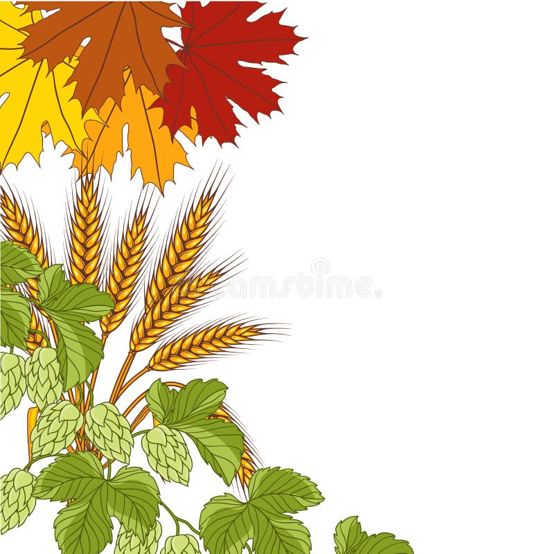 Illustration of Leaves Wheat Hops. Vector Stock Vector - Illustration ...