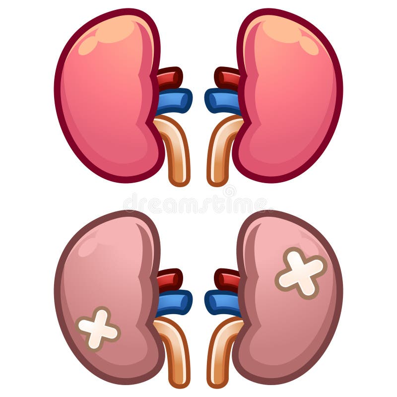 Illustration of Left and Right Kidney. Human Internal Organ. Concept of ...