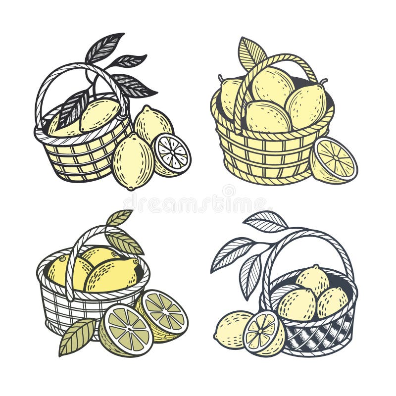 Lemon Basket Illustration, Whole and Cut Lemons, Vector Design Stock ...
